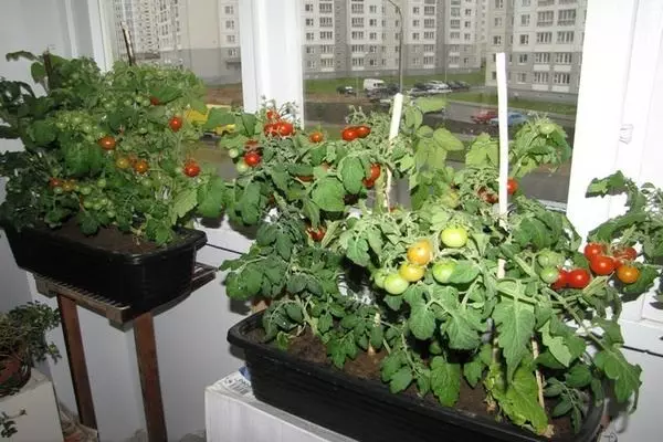 Tomate pe balcon