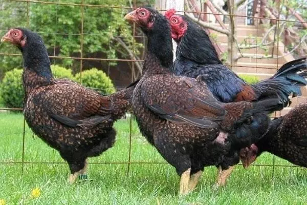 Koroeel Chickens.