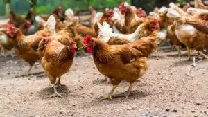 Av vilka skäl får du hemlagad kycklingar och vad man ska göra med det
