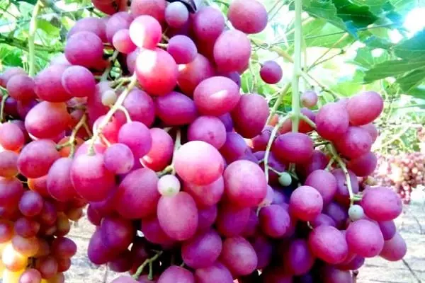 Descrizione delle uve