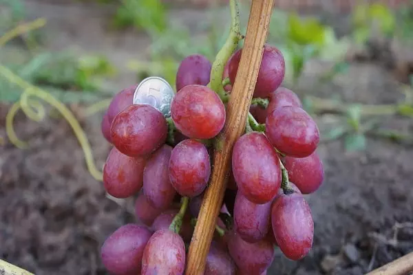 Berries pe a faatusatusa