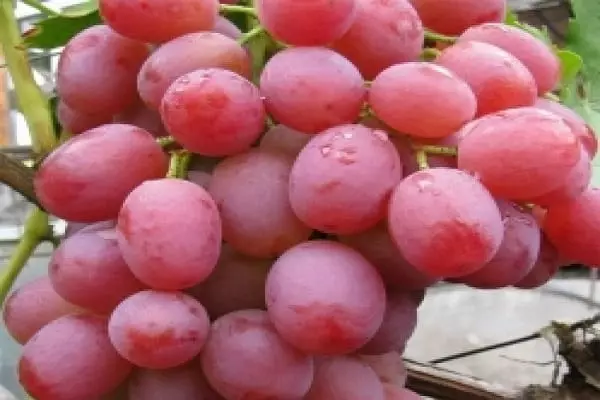 Grapes Libya