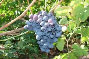 描述最佳抗磨損葡萄品種及其果實，栽培特徵