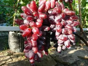 Baikonur葡萄葡萄的描述和特徵，生長的特殊性和繁殖史