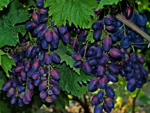 Зрели грозде