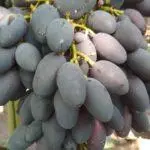 Druiven Carmen: beschrijving van de variëteit en kenmerken, landing en groeien 5223_1