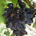 Vīnogas Carmen: šķirnes un īpašību apraksts, izkraušana un augšana 5223_10