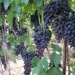 Buah anggur carmen: Katerangan ngeunaan rupa-rupa sareng ciri, badarat sareng tumbuh 5223_3