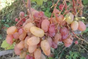 Описание и характеристики на гроздото Ruby Годишнина, култивиране и грижи