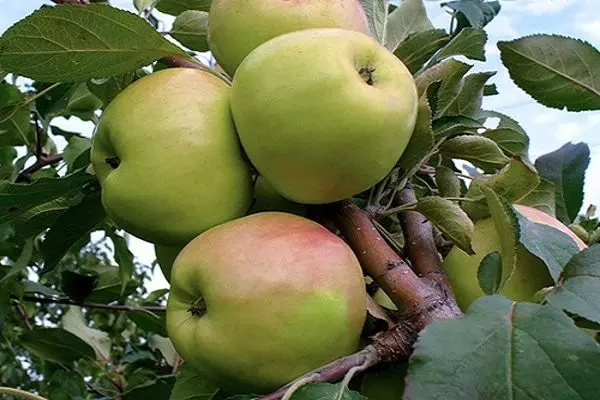 Apple Tree Sokolovsky
