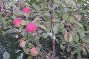 Beskrywing en eienskappe, voordele en nadele van appelbehandelings van legende, gras subtiliteite