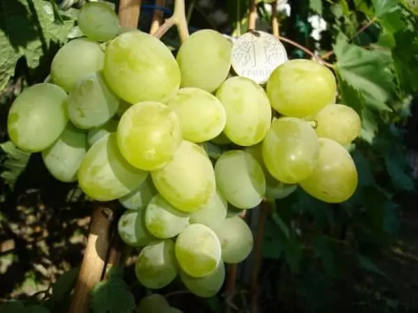 Grænn vínber
