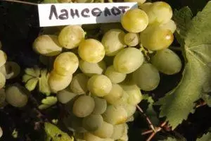 Descripción y reglas de cultivo de uvas Variedad Lancelot