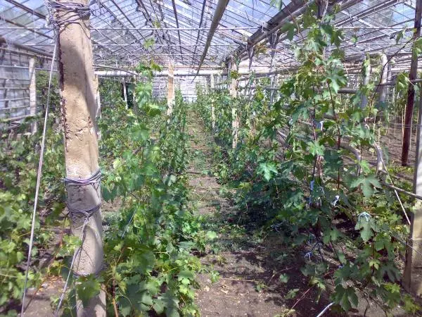 Grape Büres in Greenhouse