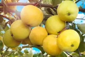 Προδιαγραφές και περιγραφή της ποικιλίας των δέντρων μήλων Papirojunitation, χαρακτηριστικά της καλλιέργειας και της απόδοσης