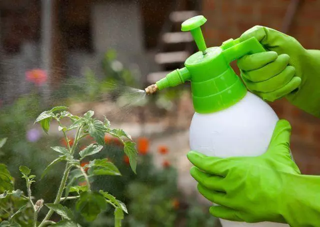 Spraying bushes