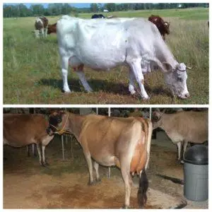 当小牛后母牛来寻找，迹象和雌性的持续时间