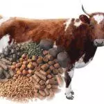 Podporované obdobie: Čo je to a koľko trvá z kráv, príprava a pravidlá 5231_14