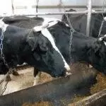 Podporované obdobie: Čo je to a koľko trvá z kráv, príprava a pravidlá 5231_3