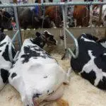Periodo supportato: cos'è e quanto dura da mucche, preparazione e regole 5231_4