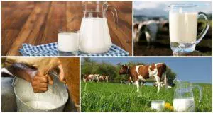 Sa në normën e yndyrës në qumështin e lopës në shtëpi dhe nga ajo që varet