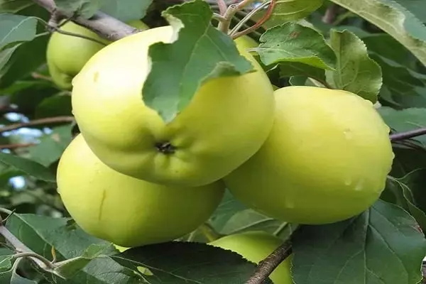 alberi di mele