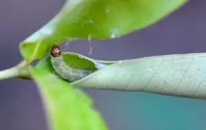 Kako ravnati z Caterpillarji na jabolčnem drevesu in kaj za zdravljenje dreves, pregled sredstev in drog