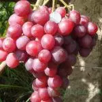 Uzina Grapes: Variety en skaaimerken, Plantsjen en kultivaasje 5239_1