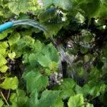 UZINA Vynuogės: įvairovė ir charakteristikos, sodinimas ir auginimas 5239_12