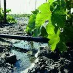 Uzina Uvas: variedade e características, plantación e cultivo 5239_13