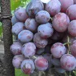 उझिना द्राक्षे: विविधता आणि वैशिष्ट्ये, लागवड आणि लागवड 5239_2