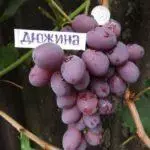 Uzina szőlő: fajta és jellemzői, ültetés és termesztés 5239_3