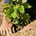 UZINA Vynuogės: įvairovė ir charakteristikos, sodinimas ir auginimas 5239_4