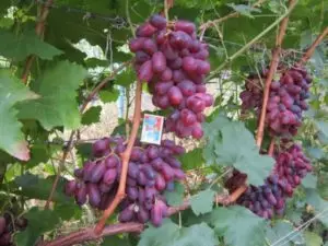 Danasîna Hilbera Grapes Rizamat, taybetmendiyên harvest û teknolojiya mezinbûnê