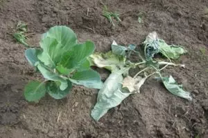 Why the cabbage is withering the leaves and what to do, how to water