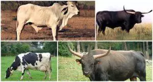 Beskrywing 8 Variëteite van wilde koeie waar hulle in die natuur woon