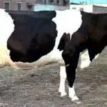 Swart en bid koei ras: beskrywing en eienskappe, inhoud reëls 5245_2
