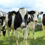 Swart en bid koei ras: beskrywing en eienskappe, inhoud reëls 5245_3