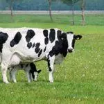 Swart en bid koei ras: beskrywing en eienskappe, inhoud reëls 5245_4