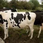 Swart en bid koei ras: beskrywing en eienskappe, inhoud reëls 5245_7