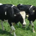 Swart en bid koei ras: beskrywing en eienskappe, inhoud reëls 5245_8