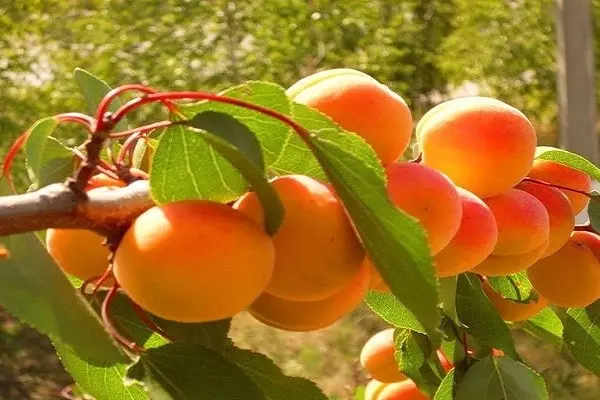 Apricot Olympus: Mô tả về sự đa dạng, đặc điểm của năng suất và canh tác với hình ảnh