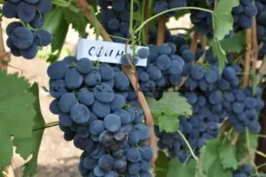 Description and characteristics of grapes Sphinx grapes, cultivation and care
