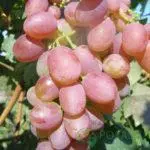Grapes sympathy (Viktor-2): Description of the variety, landing and cultivation rules 5247_2
