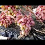 Grapes sympathy (Viktor-2): Description of the variety, landing and cultivation rules 5247_3