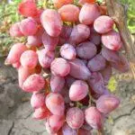 Grapes sympathy (Viktor-2): Description of the variety, landing and cultivation rules 5247_4