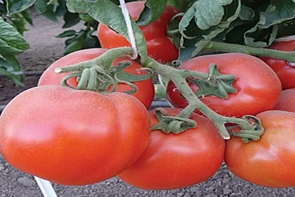 Traitement de la tomate