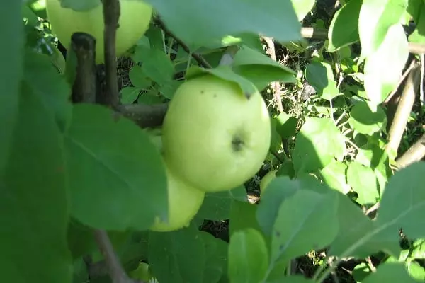 Bola de neve da árvore de maçã