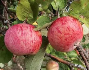 सफरचंद झाडे स्ट्रफ्लिंग आणि शेती, लागवड आणि देखभाल गुणधर्मांचे वैशिष्ट्य वर्णन