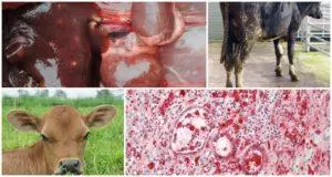 Causes et symptômes de coccidiose chez les bovins, le traitement et la prévention